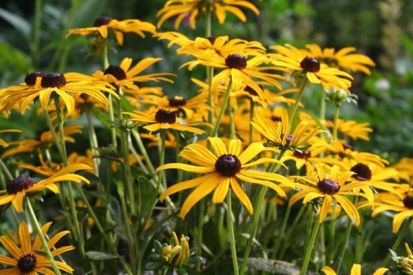 25 Best Native Plants for Charleston, SC | Wikilawn