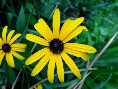 10 Best Native Plants for Michigan | Wikilawn