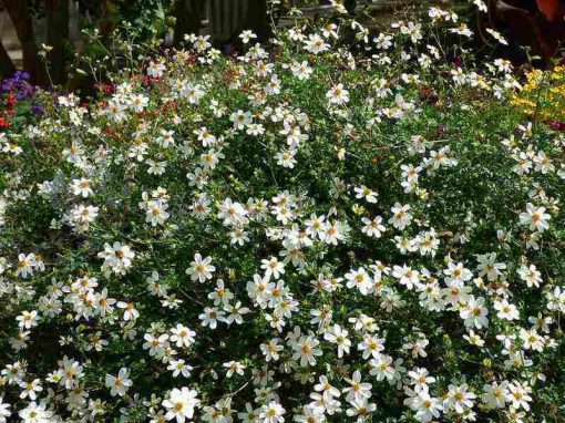 15 Best Native Plants for Central Texas | Wikilawn