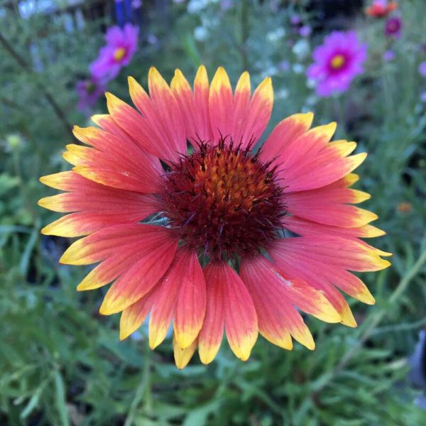 20 Best Native Plants for Montana | Wikilawn