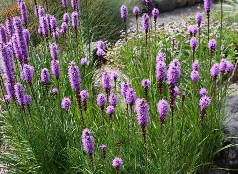 25 Best Native Plants for Charleston, SC | Wikilawn