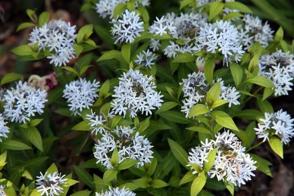 20 Best Native Plants for Arkansas | Wikilawn