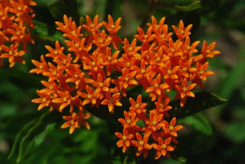 20 Best Native Plants for Connecticut | Wikilawn