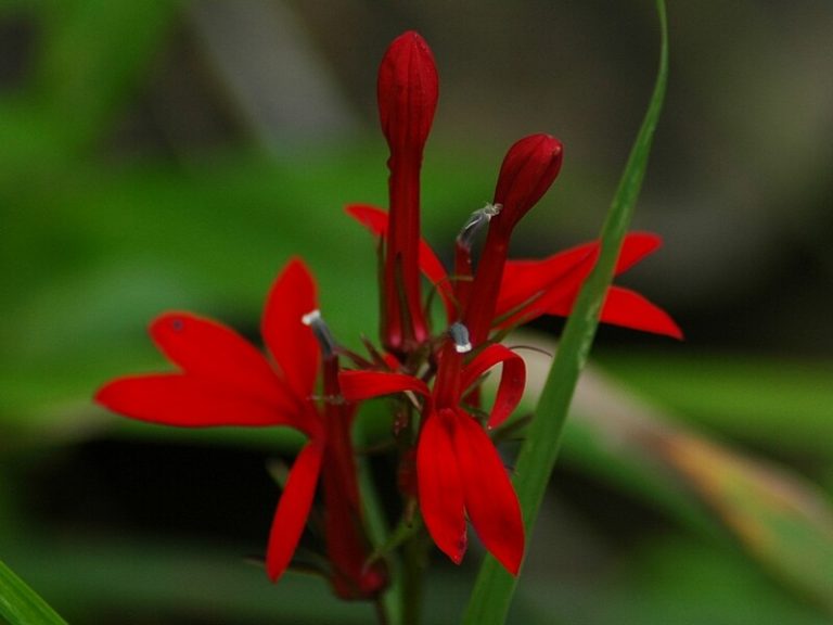 20 Best Native Plants for Connecticut | Wikilawn