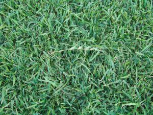 6 Best Grass Types for South Carolina | Wikilawn