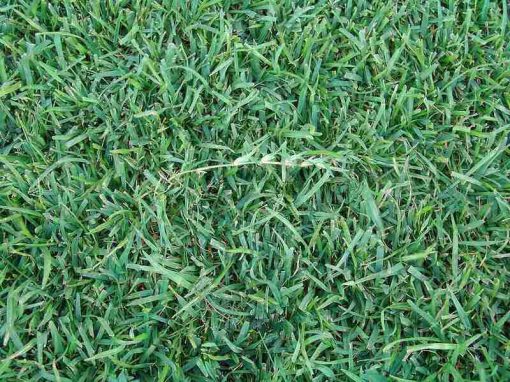 8 Best Grass Types for Virginia | Wikilawn