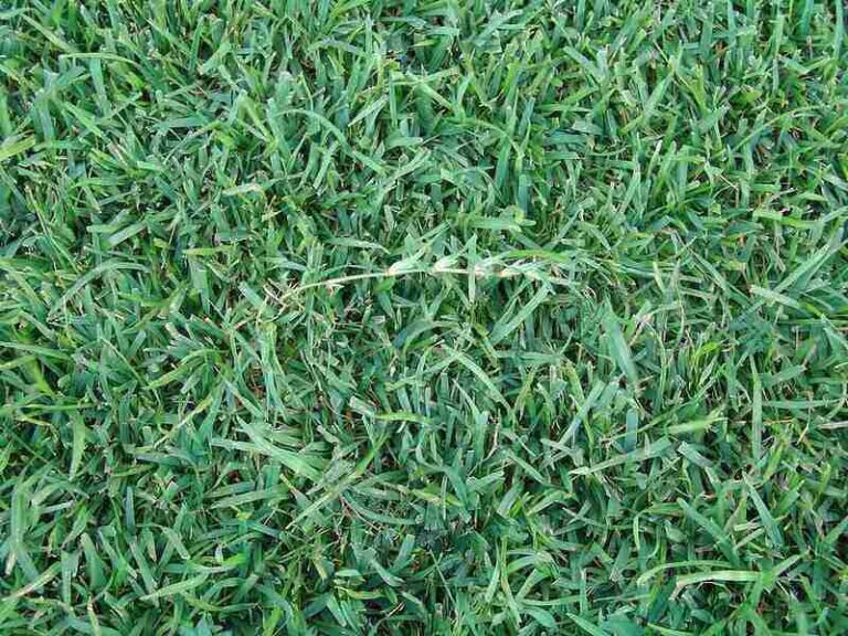 7 Best Grass Types for Illinois | Wikilawn
