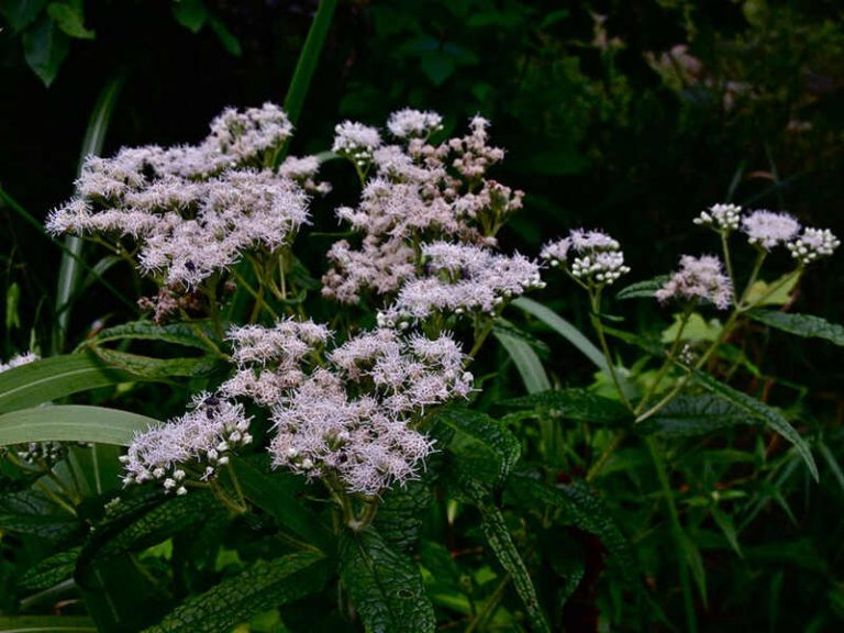 10 Best Native Plants for Michigan | Wikilawn