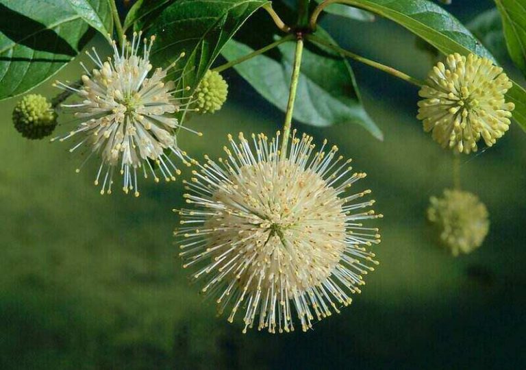 10 Best Native Plants for Michigan | Wikilawn