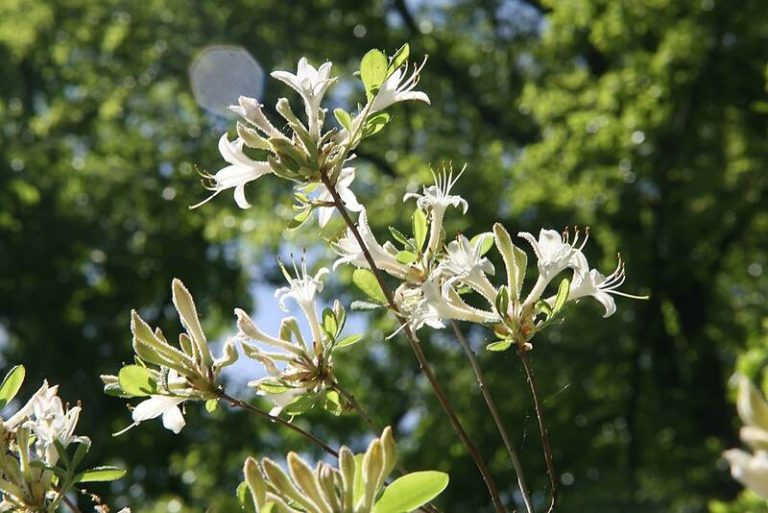 25 Best Native Plants for Charleston, SC | Wikilawn
