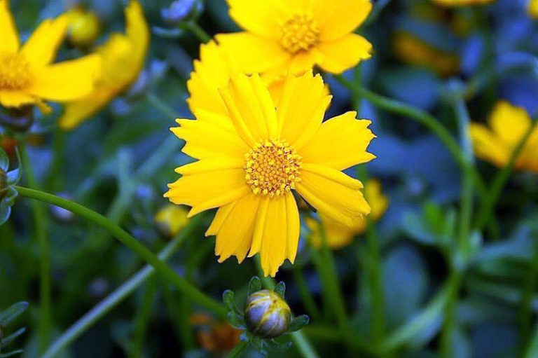 25 Best Native Plants for Charleston, SC | Wikilawn