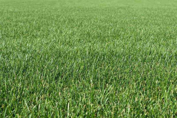 4 Best Grasses For Northeast Ohio | Wikilawn
