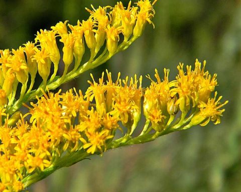 25 Best Native Plants for Charleston, SC | Wikilawn