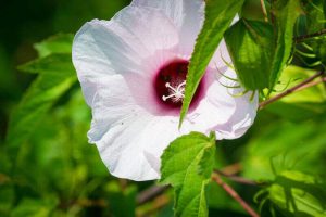 15 Best Native Plants for Central Texas | Wikilawn