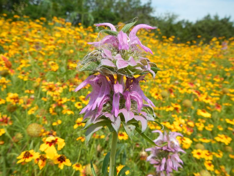 15 Best Native Plants for Central Texas | Wikilawn