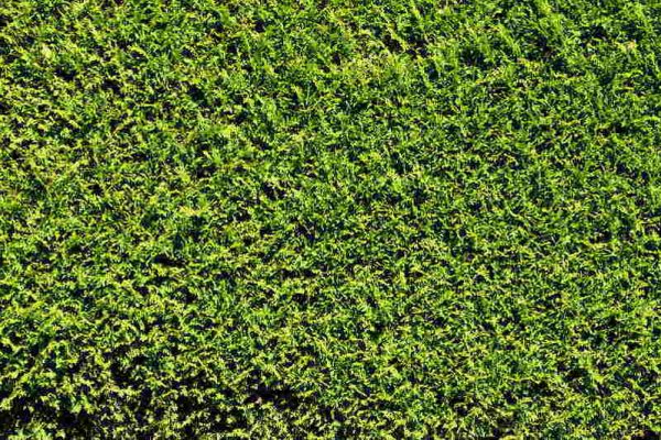 4 Grasses That Grow Best in Your Arizona Lawn | Wikilawn