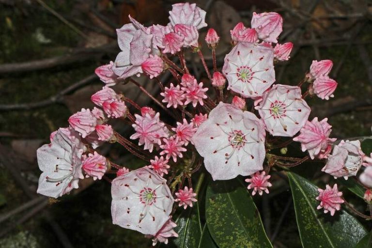 20 Best Native Plants for Connecticut | Wikilawn