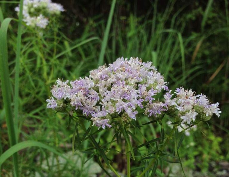 20 Best Native Plants for Connecticut | Wikilawn
