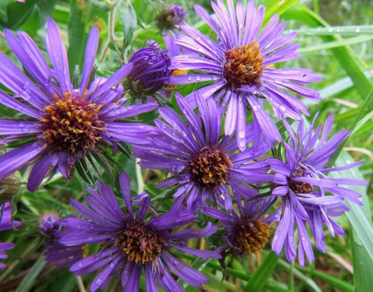 10 Best Native Plants for Michigan | Wikilawn
