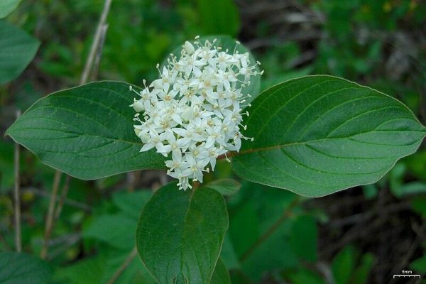 20 Best Native Plants for Connecticut | Wikilawn