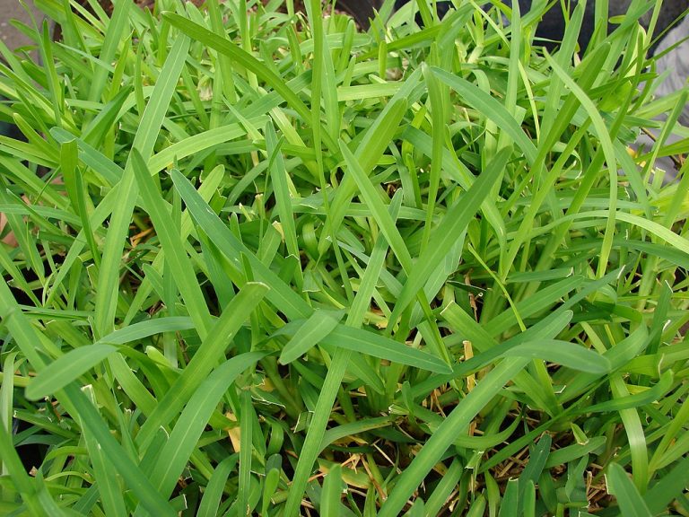 8 Best Grass Types for Virginia | Wikilawn
