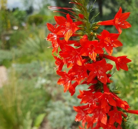 15 Best Native Plants for Central Texas | Wikilawn
