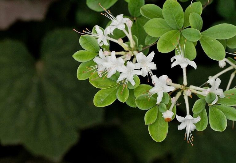 20 Best Native Plants for Connecticut | Wikilawn