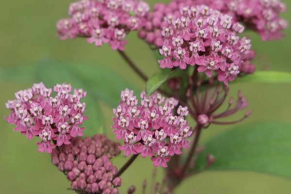 20 Best Native Plants for Connecticut | Wikilawn