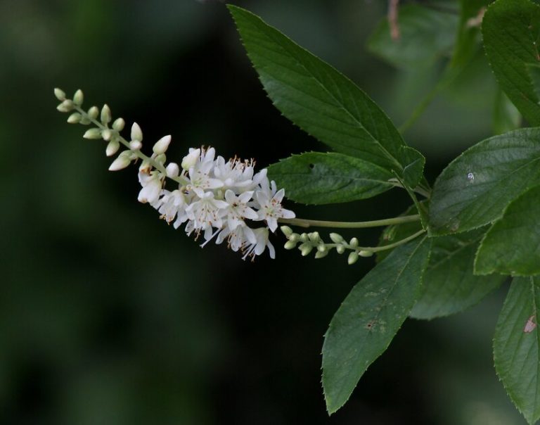 20 Best Native Plants for Connecticut | Wikilawn