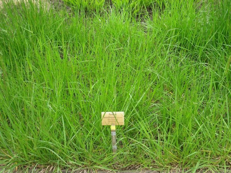 6 Best Grass Types For Alabama Wikilawn