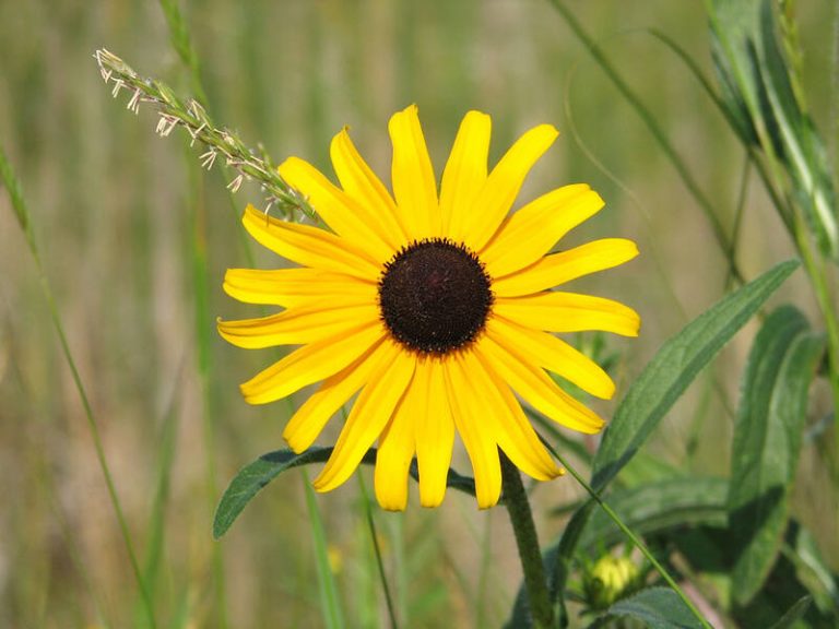 20 Best Native Plants for Arkansas | Wikilawn