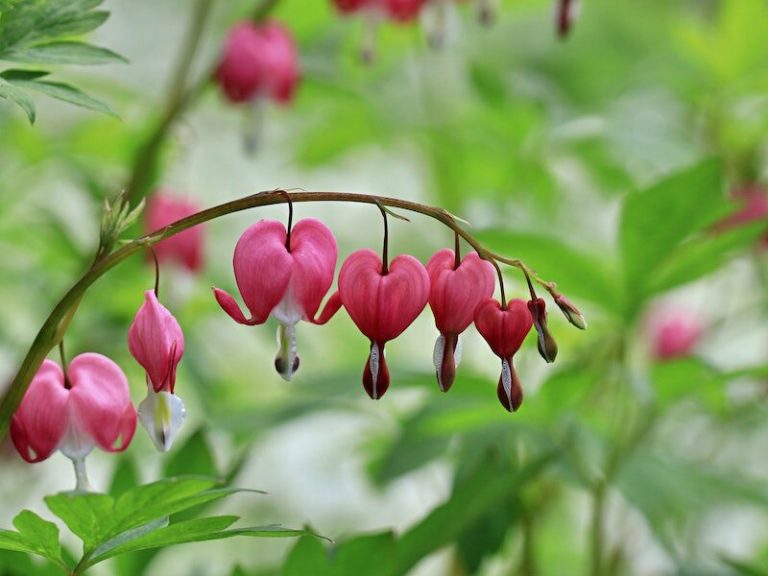 8 Native Plants for Seattle, WA | Wikilawn
