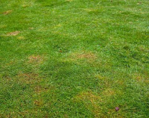 7 Best Grass Types for Florida | Wikilawn