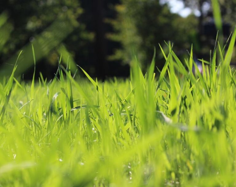 6 Best Grass Types for South Carolina | Wikilawn