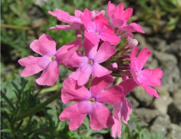 Best Native Plants for Your North Texas Yard | Wikilawn