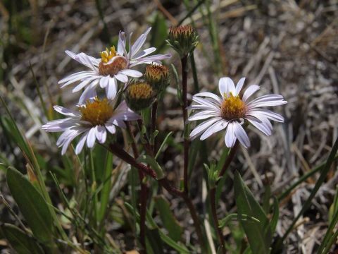 9 Best Native Plants for Eastern Washington | Wikilawn
