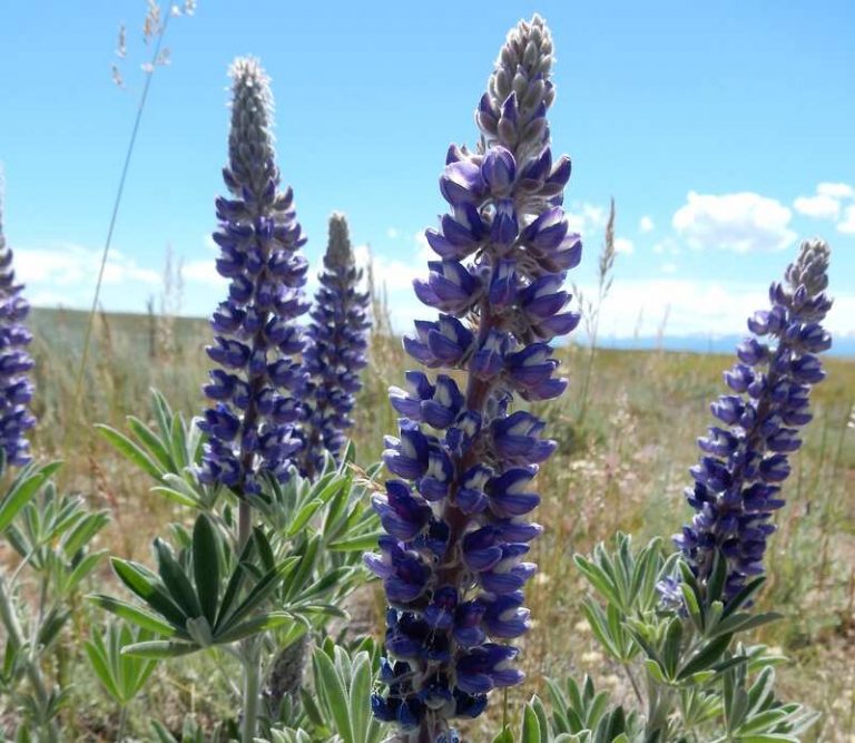 9 Best Native Plants for Eastern Washington | Wikilawn