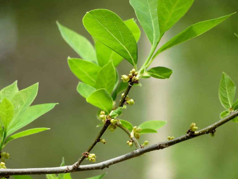 10 Best Native Plants for Kansas | Wikilawn