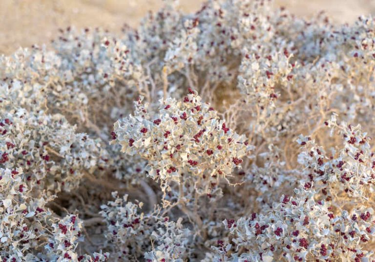 19 Best Desert Landscaping Plants for Nevada