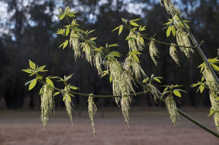 10 Best Native Plants for Alabama | Wikilawn