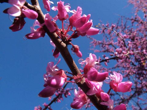 15 Best Trees for Las Vegas Landscapes | Wikilawn