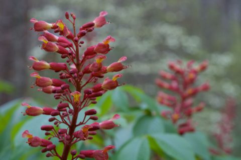 10 Best Native Plants for Alabama | Wikilawn
