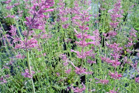 11 Best Native Plants for New Mexico | Wikilawn