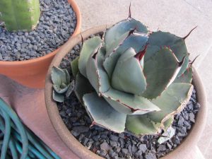 11 Best Native Plants for New Mexico | Wikilawn