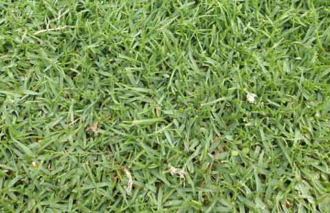 6 Best Drought-Tolerant Grass Types for Southern California | Wikilawn