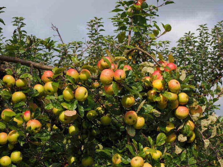 The 12 Best Trees to Plant in Arizona | Wikilawn