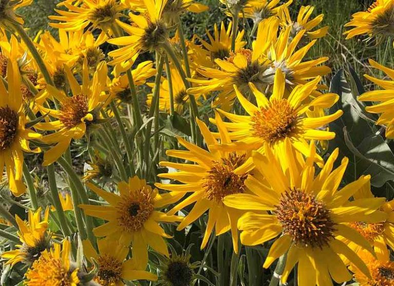 10 Best Native Plants for Idaho | Wikilawn