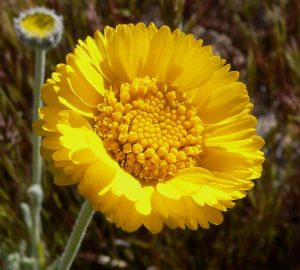 11 Best Native Plants for New Mexico | Wikilawn