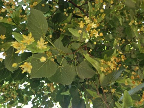 9 Native Trees and Shrubs for Michigan Yards