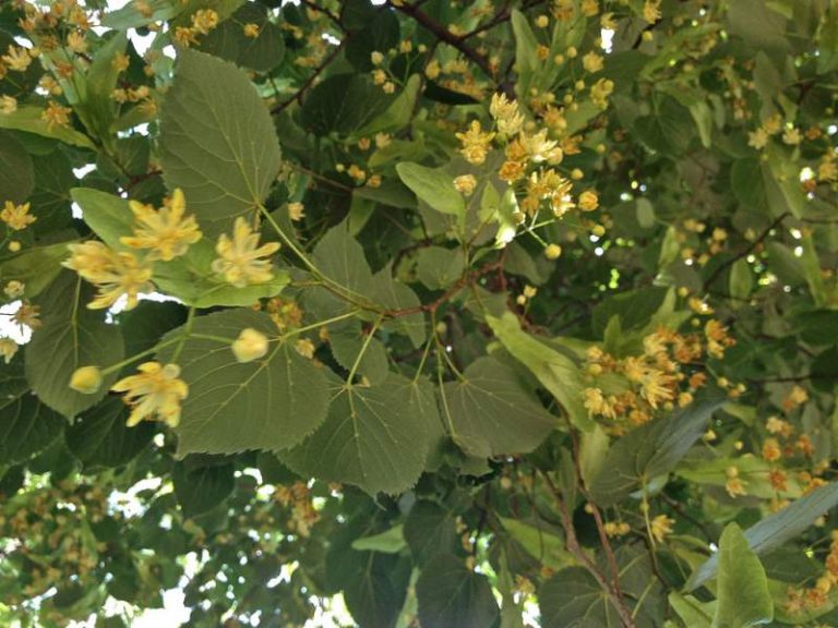 9 Native Trees and Shrubs for Michigan Yards